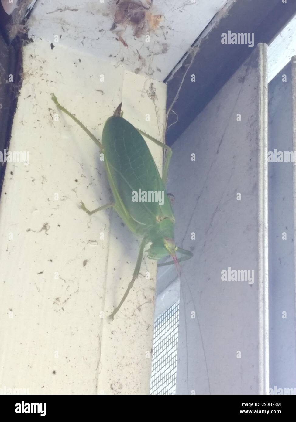 Common True Katydid (Pterophylla camellifolia Stock Photo - Alamy