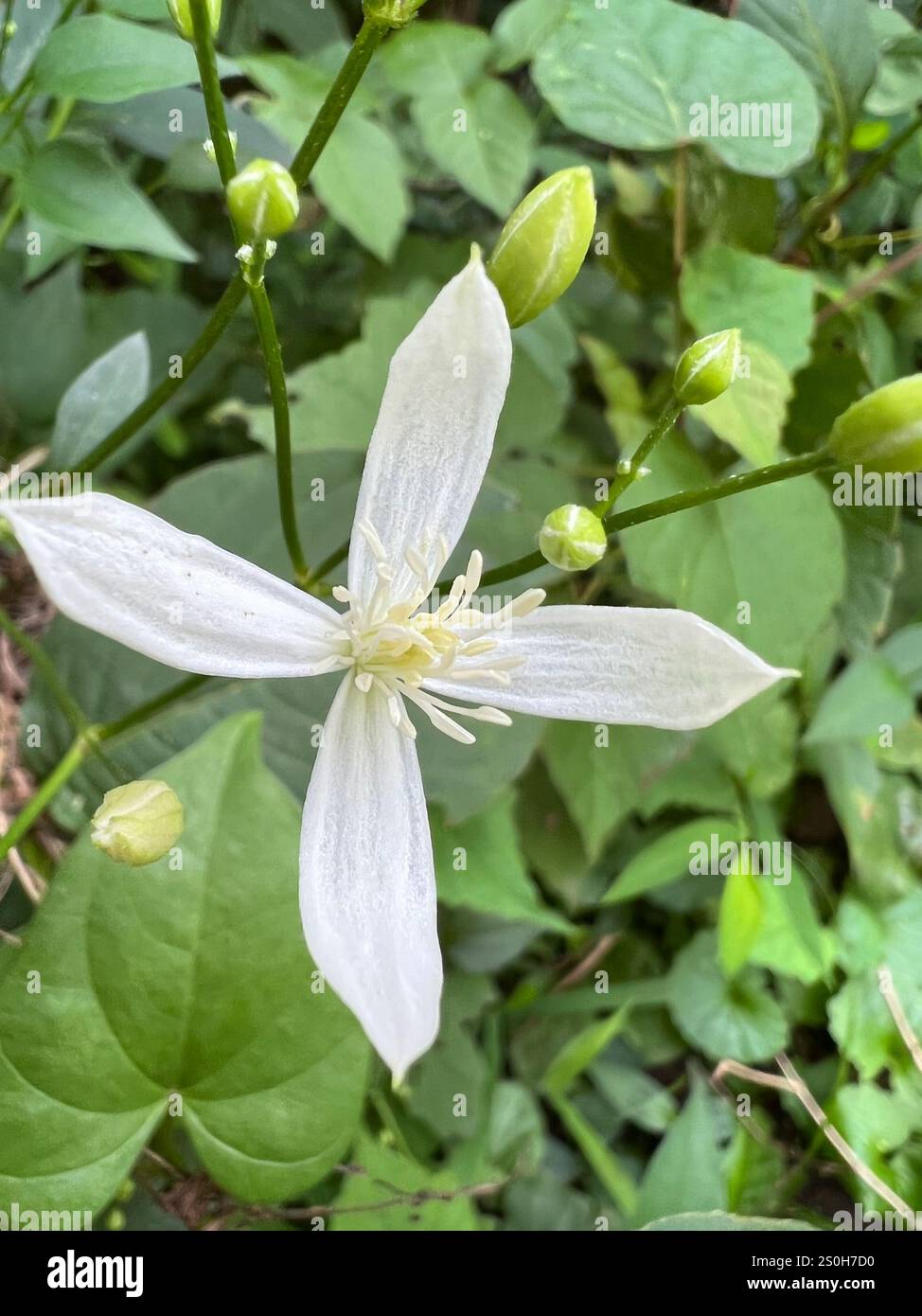 autumn clematis (Clematis terniflora Stock Photo - Alamy