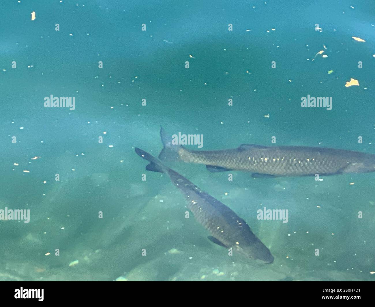 Squalius squalus hi-res stock photography and images - Alamy