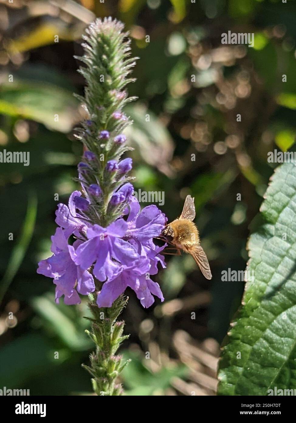 grasshopper bee fly (Systoechus vulgaris Stock Photo - Alamy