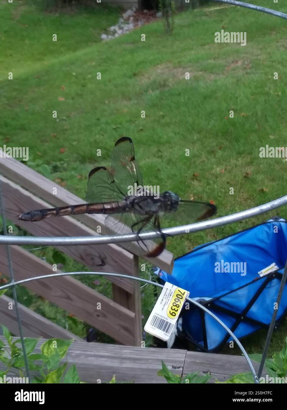 Great Blue Skimmer (Libellula vibrans Stock Photo - Alamy