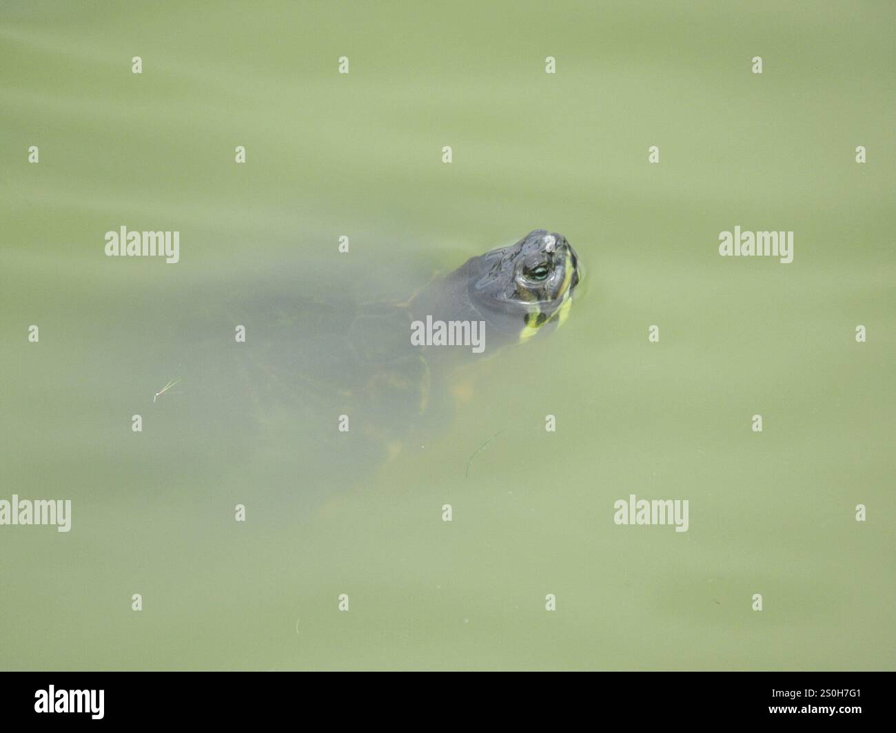 Yellow-bellied Slider (Trachemys scripta scripta Stock Photo - Alamy