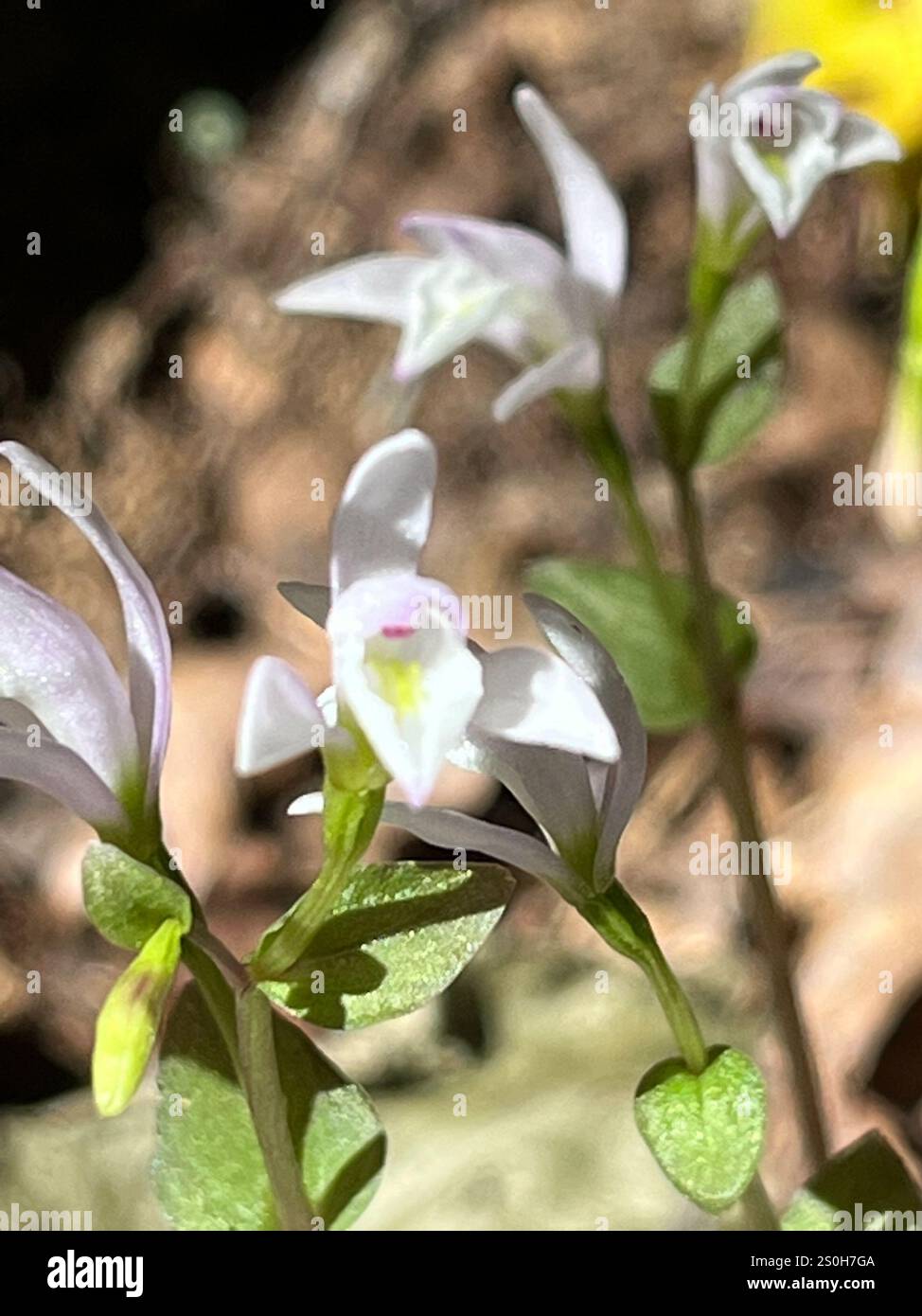 three birds orchid (Triphora trianthophoros Stock Photo - Alamy