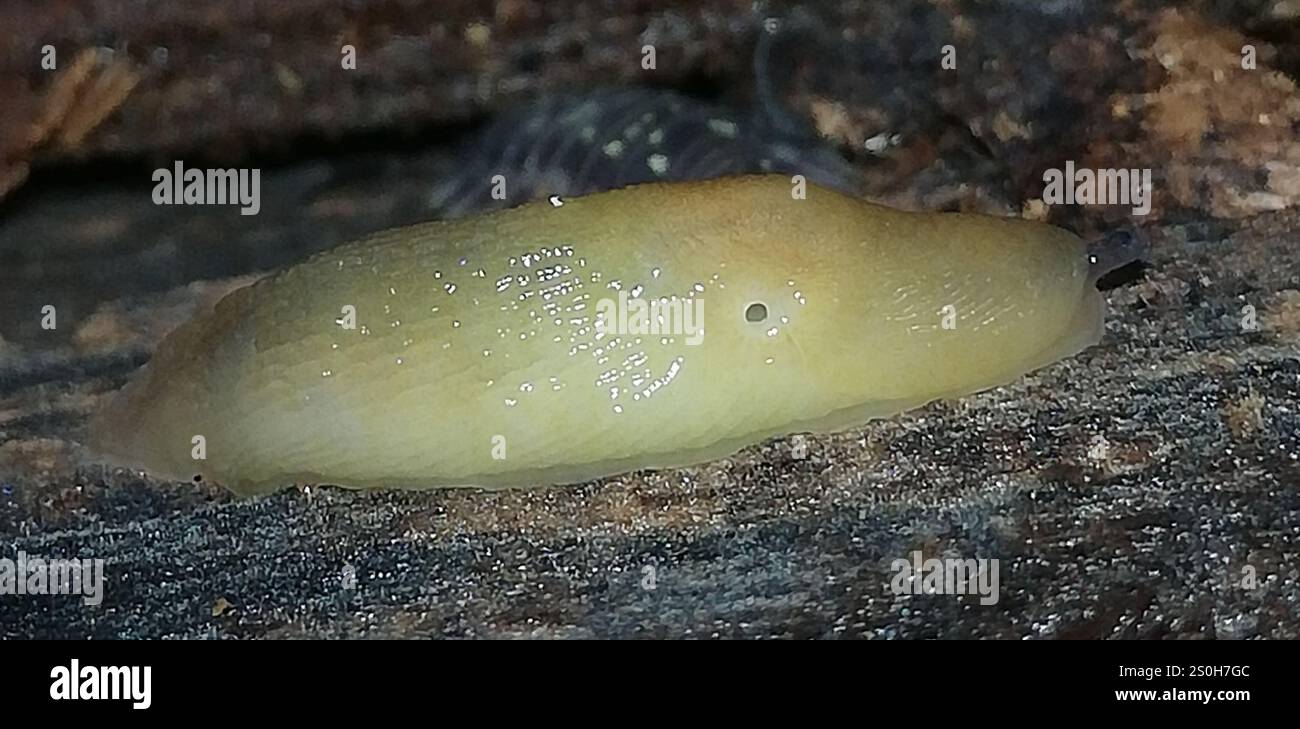 Lemon Slug (Malacolimax tenellus Stock Photo - Alamy