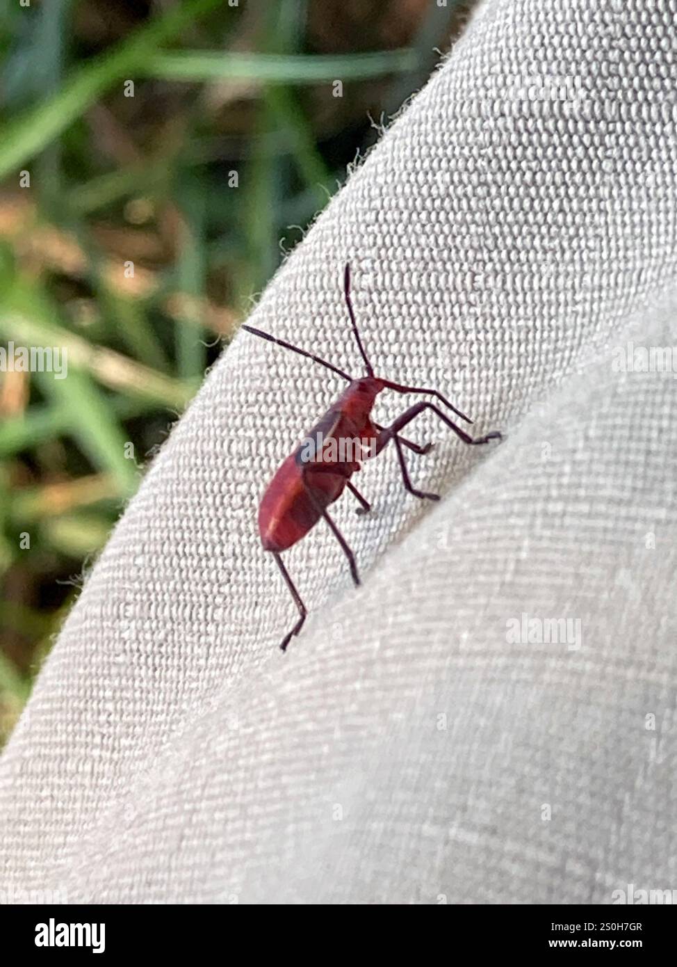 Eastern Boxelder Bug (Boisea trivittata Stock Photo - Alamy