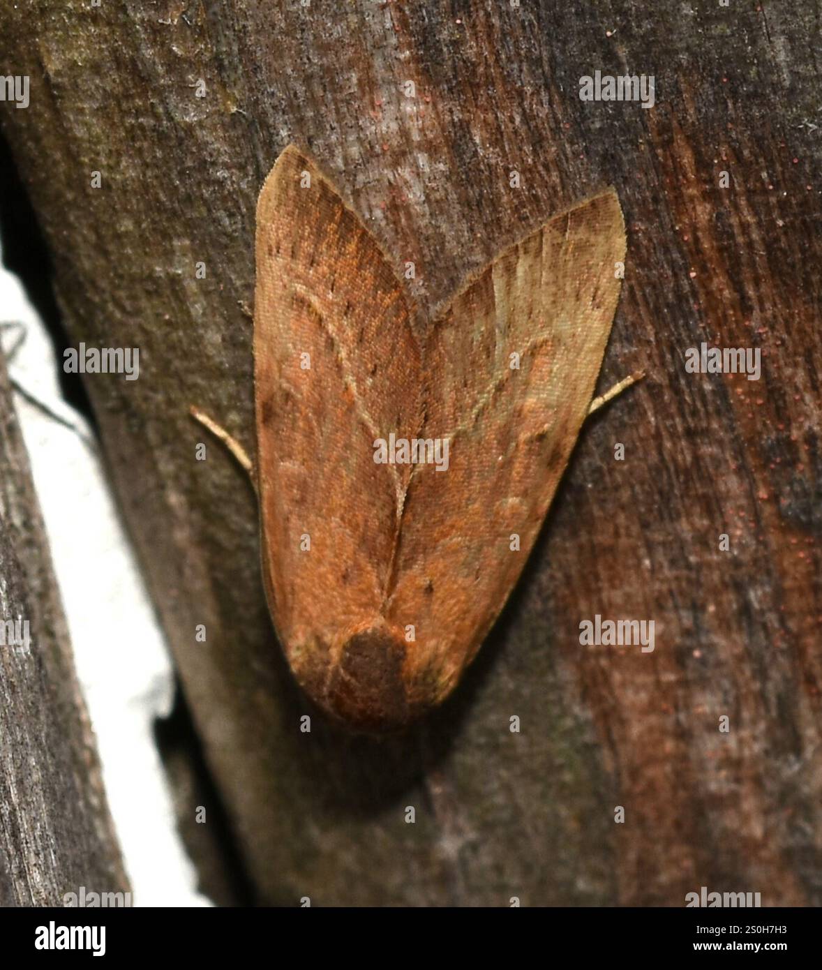 Wedgling Moth (Galgula partita Stock Photo - Alamy