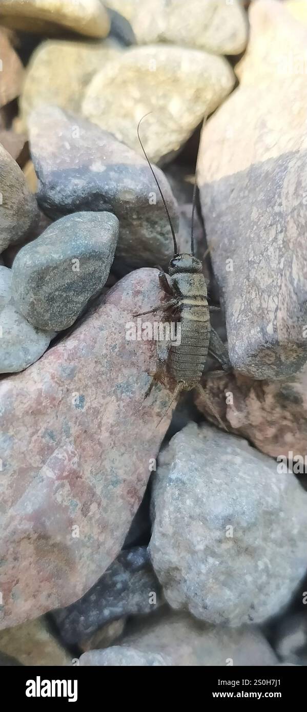 True Crickets and Allies (Grylloidea Stock Photo - Alamy