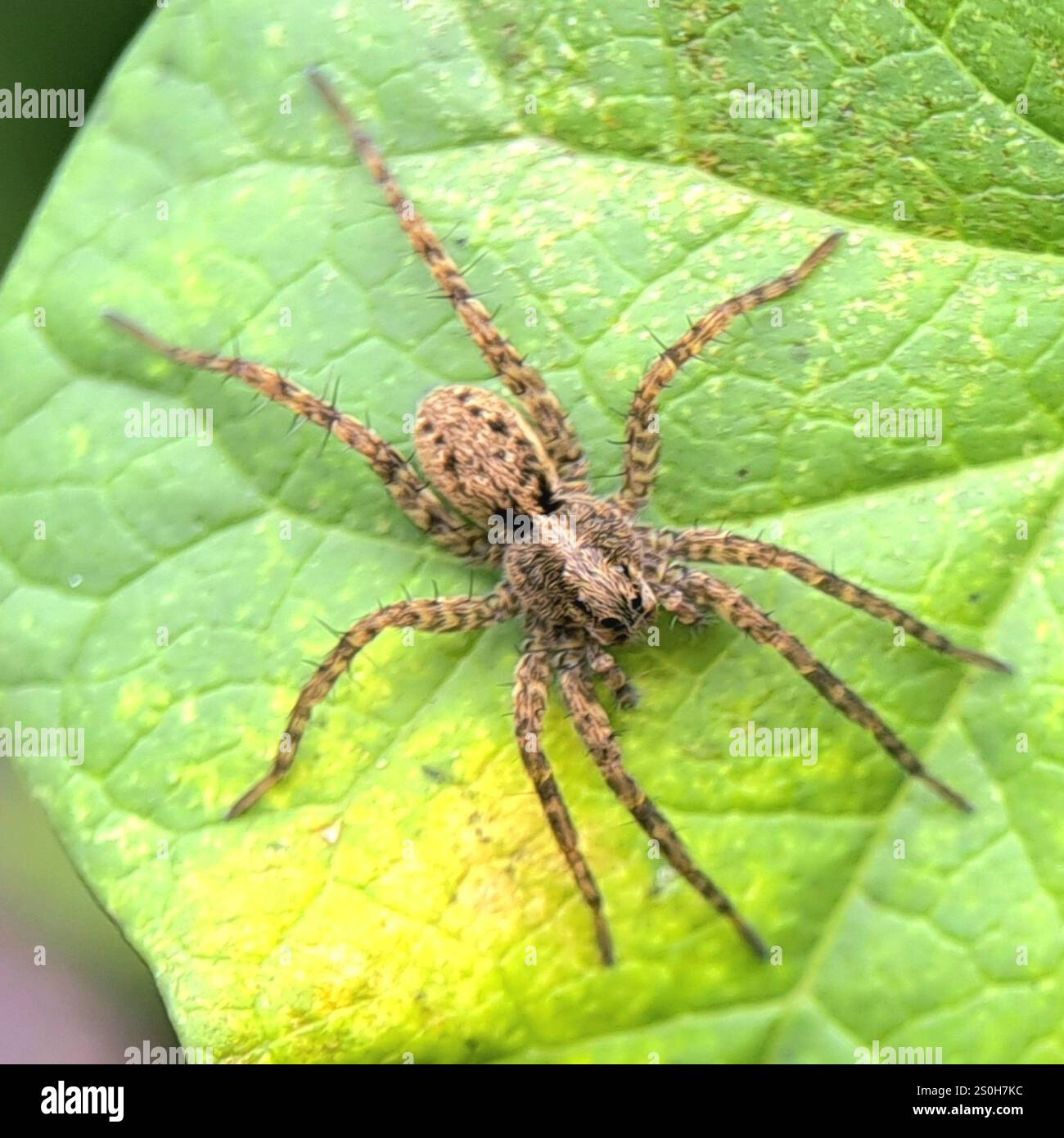 Thin-legged Wolf Spiders (Pardosa Stock Photo - Alamy