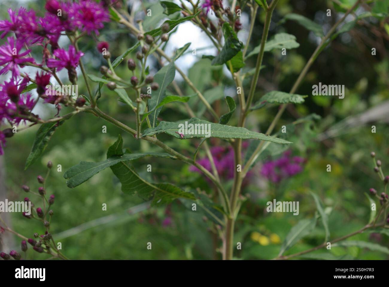 Tall Ironweed (Vernonia gigantea Stock Photo - Alamy