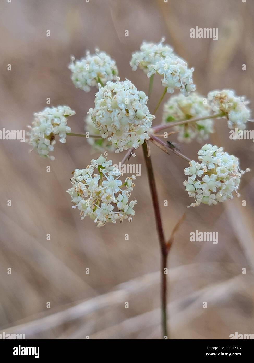 Kellogg's yampah (Perideridia kelloggii Stock Photo - Alamy