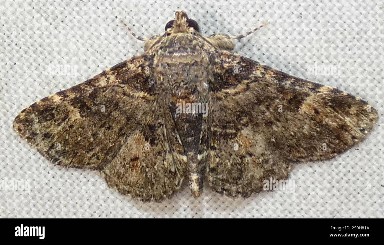Common Fungus Moth (Metalectra discalis Stock Photo - Alamy