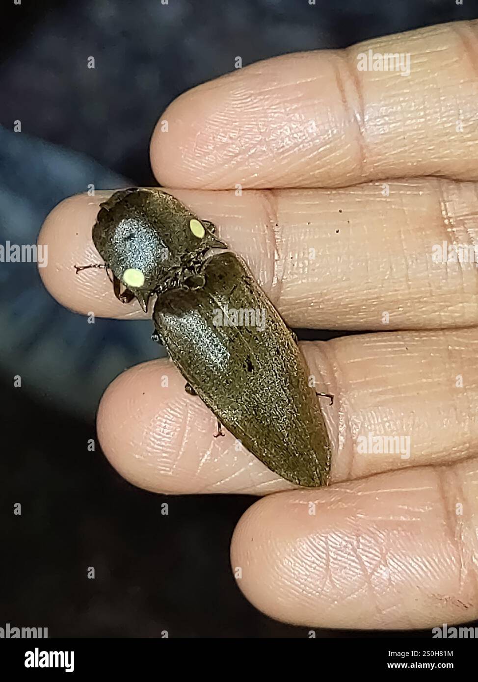 Fire Click Beetles (Pyrophorus Stock Photo - Alamy