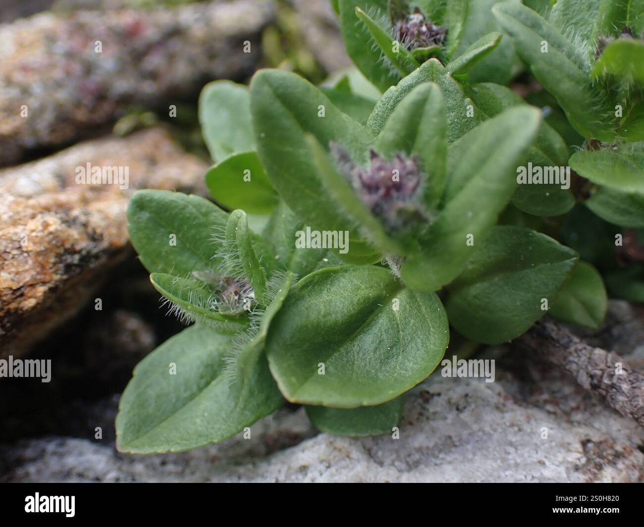 American alpine speedwell (Veronica wormskjoldii Stock Photo - Alamy