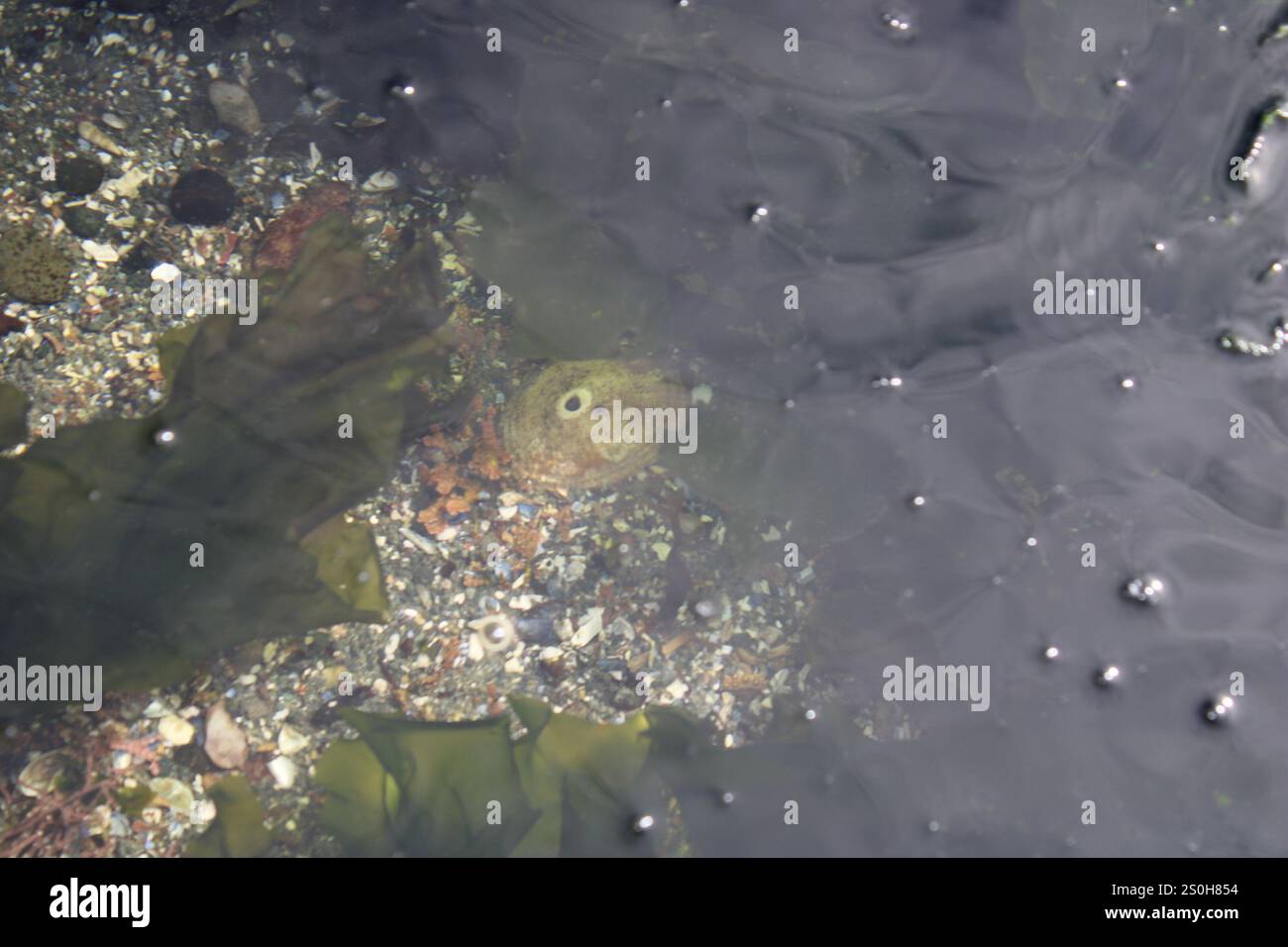 Rough Keyhole Limpet (Diodora aspera Stock Photo - Alamy