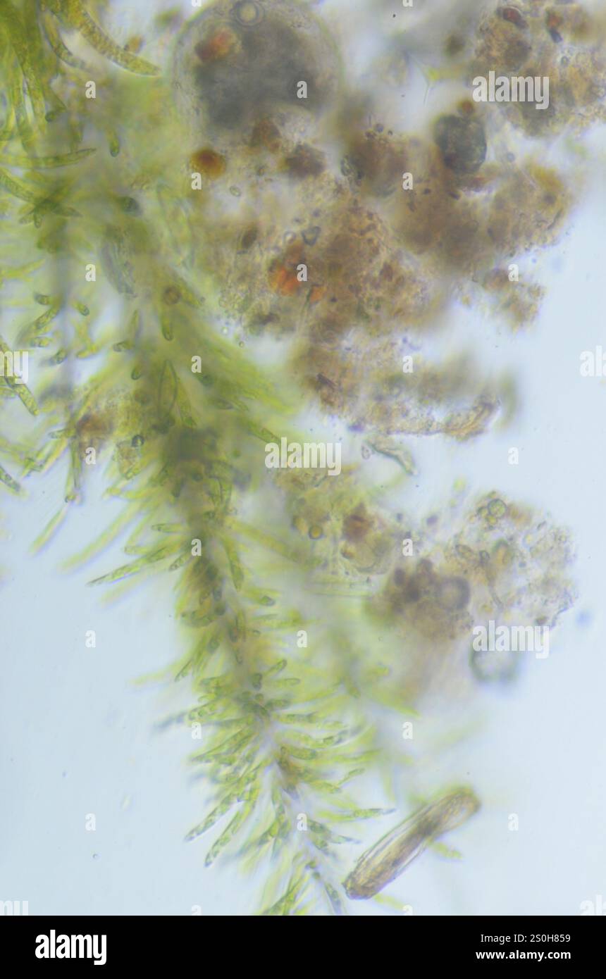 green algae (Chlorophyta Stock Photo - Alamy