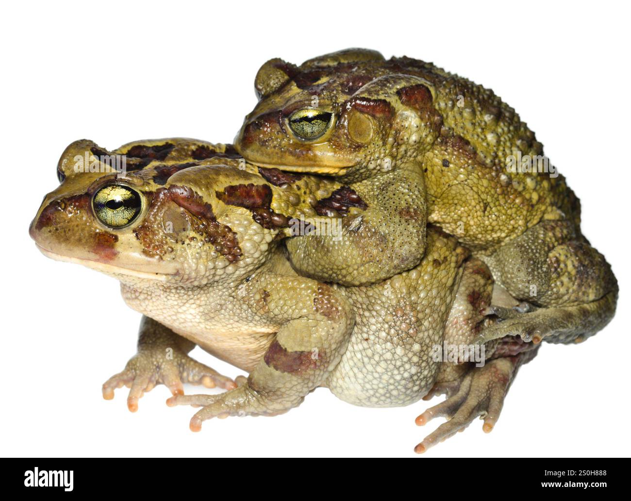 Eastern Leopard Toad (Sclerophrys pardalis Stock Photo - Alamy