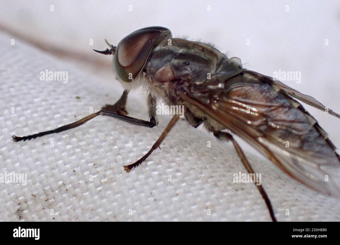 Large Marsh Horse Fly (Tabanus autumnalis Stock Photo - Alamy