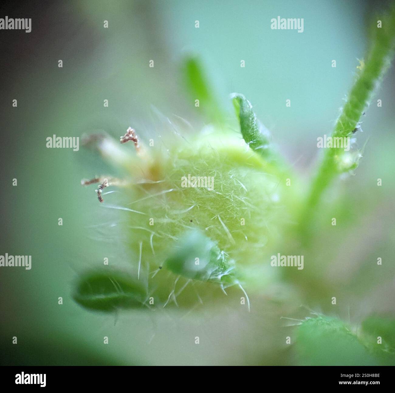 sand croton (Croton glandulosus septentrionalis Stock Photo - Alamy