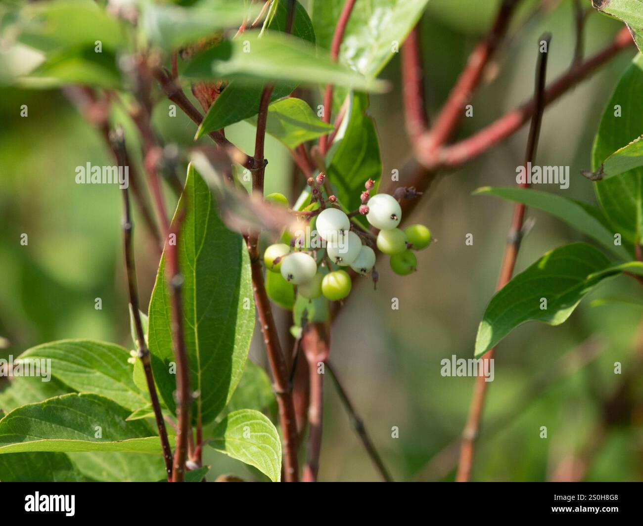 red osier dogwood (Cornus sericea Stock Photo - Alamy