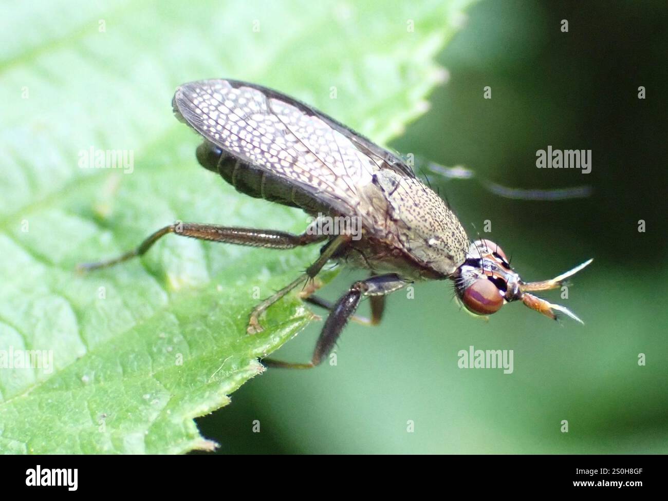 Sieve-winged Snailkiller (Coremacera marginata Stock Photo - Alamy