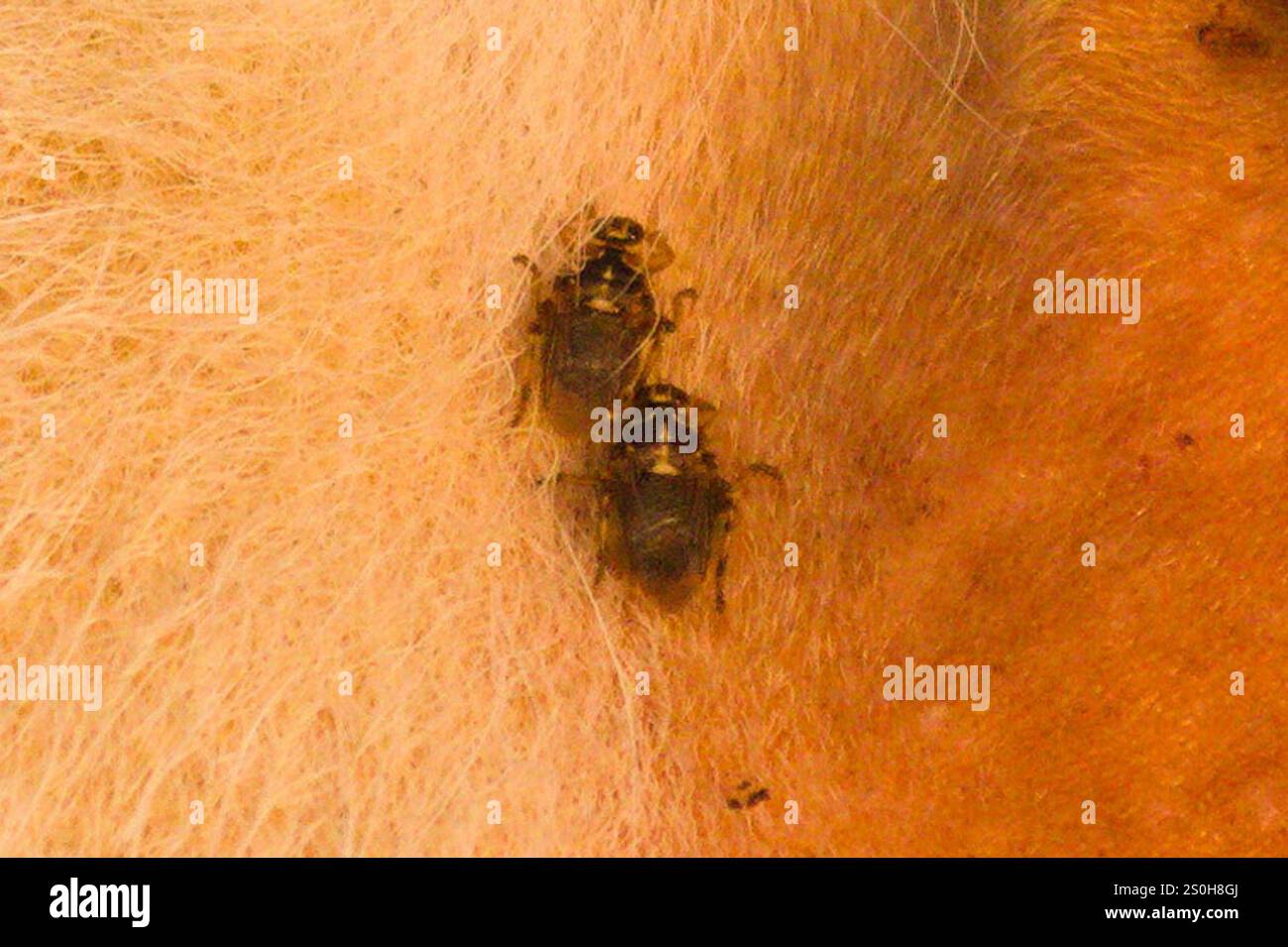 New Forest fly (Hippobosca equina Stock Photo - Alamy