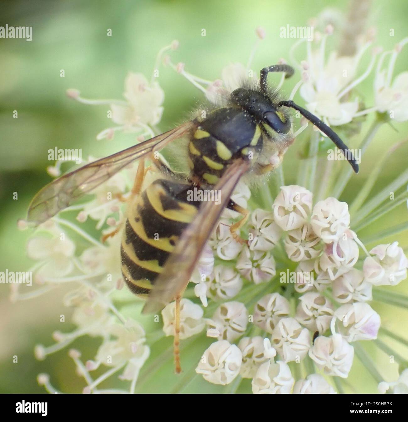 Common European Yellowjacket (Vespula vulgaris Stock Photo - Alamy