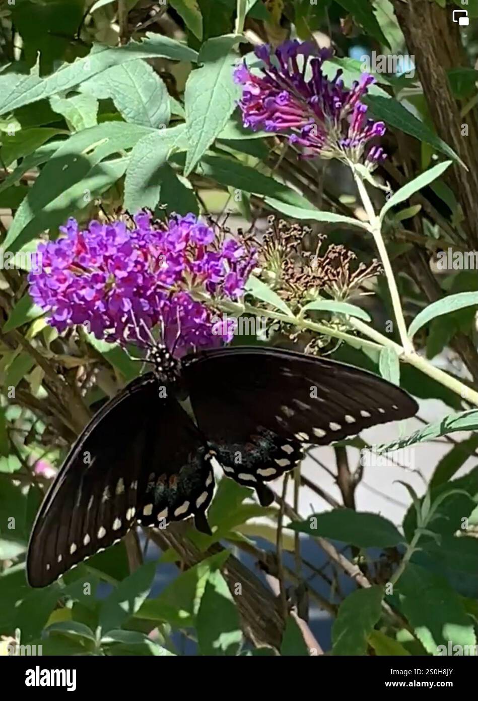 Spicebush Swallowtail (Papilio troilus Stock Photo - Alamy