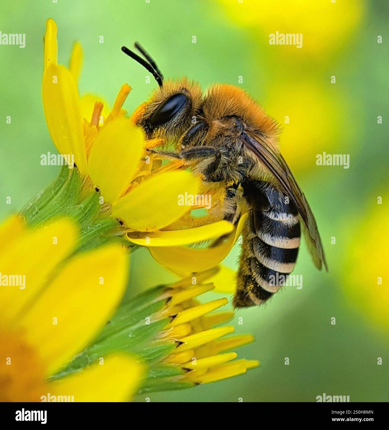 Cellophane Bees (Colletes Stock Photo - Alamy