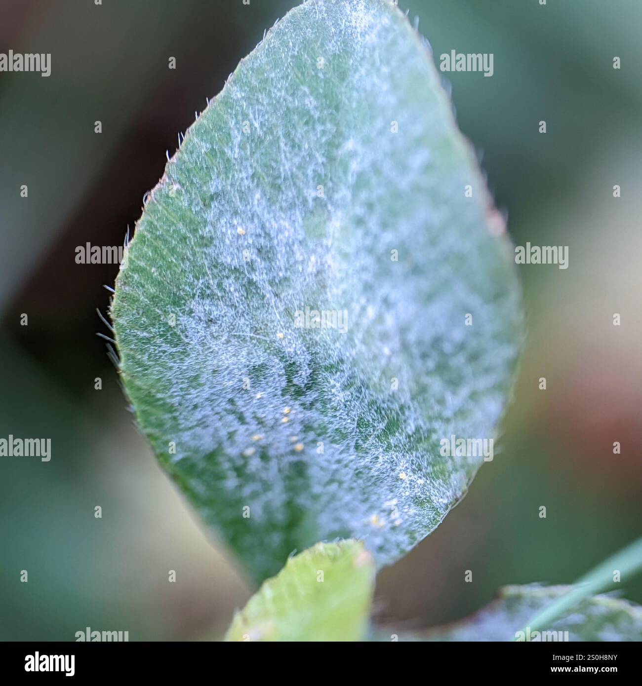 legume powdery mildew group (Erysiphe pisi Stock Photo - Alamy