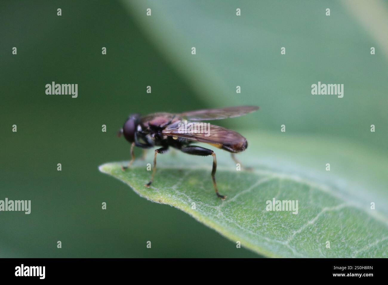 Leafwalkers and Forest Flies (Xylota Stock Photo - Alamy