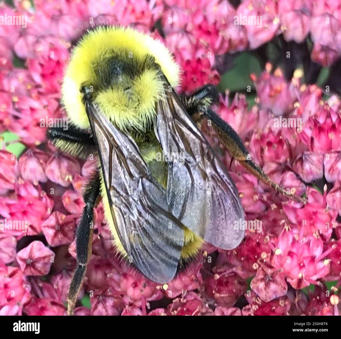 Golden Northern Bumble Bee (Bombus fervidus Stock Photo - Alamy