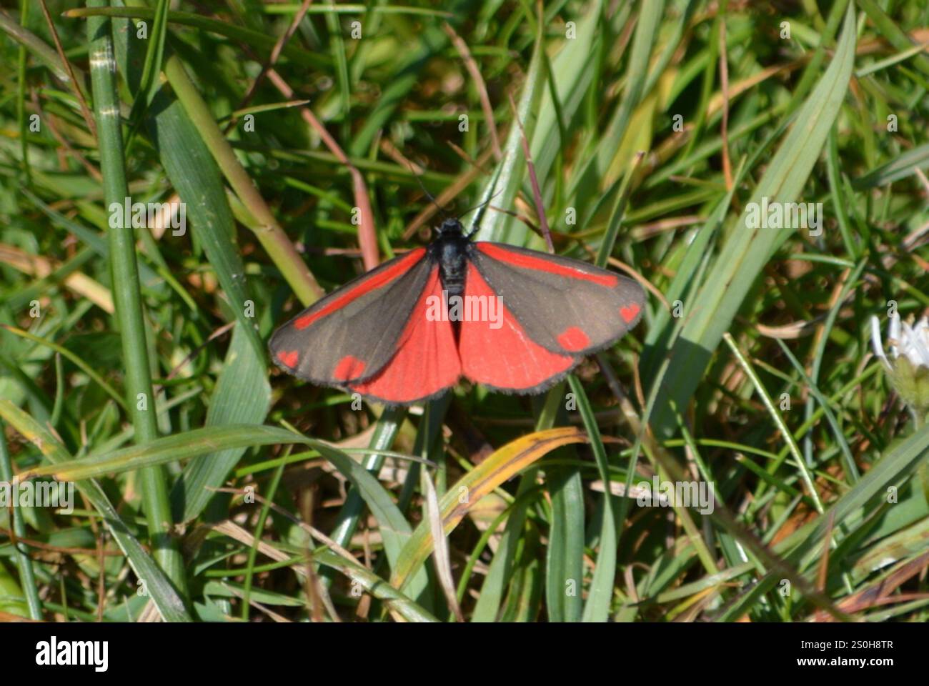 Cinnabar moth (Tyria jacobaeae Stock Photo - Alamy