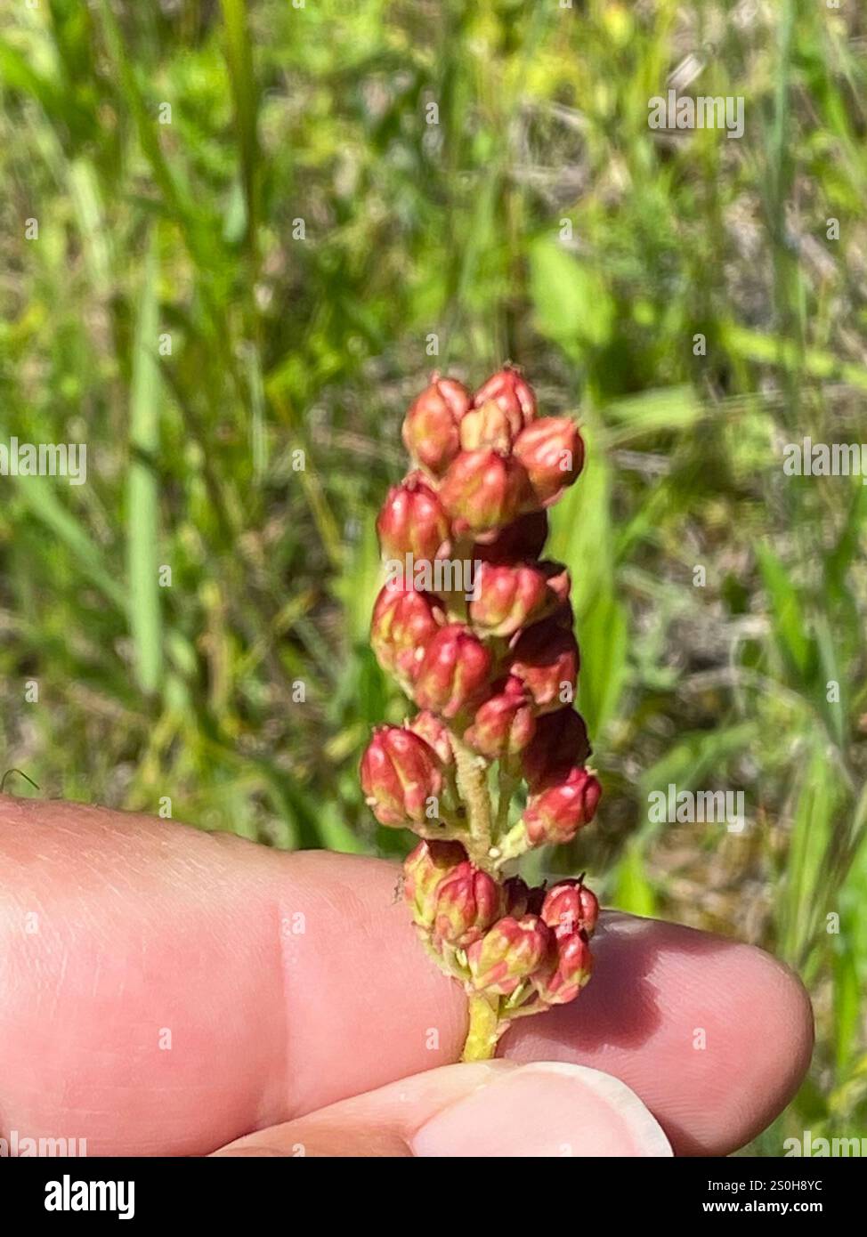 Sticky False Asphodel (Triantha glutinosa Stock Photo - Alamy