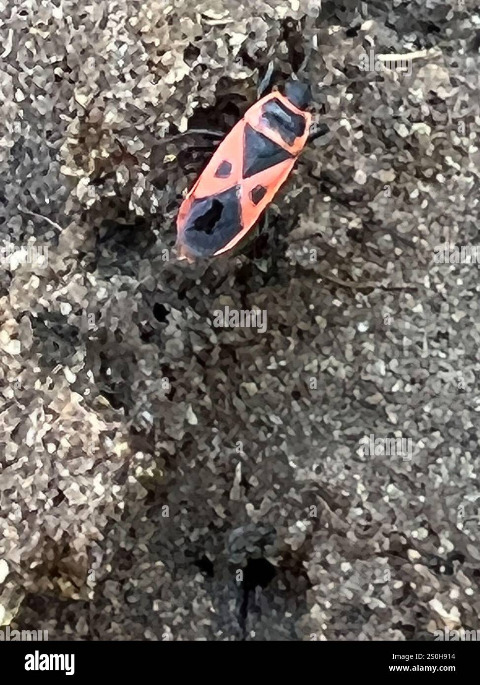 Mediterranean red bug (Scantius aegyptius Stock Photo - Alamy