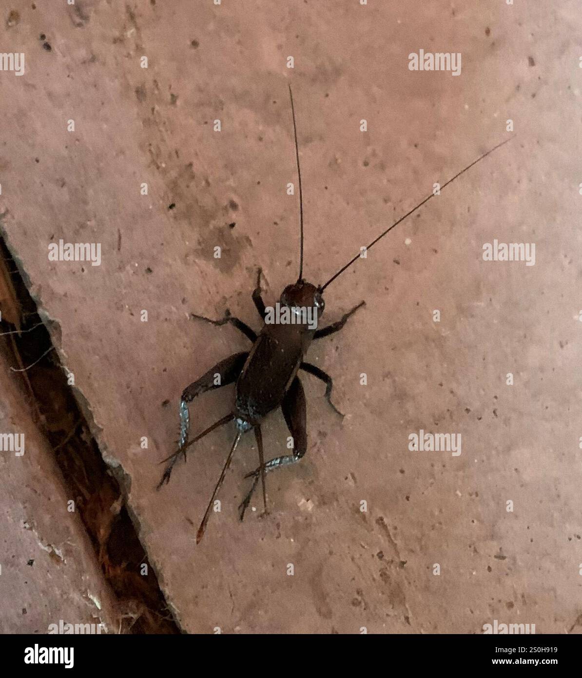 Fall Field Cricket (Gryllus pennsylvanicus Stock Photo - Alamy