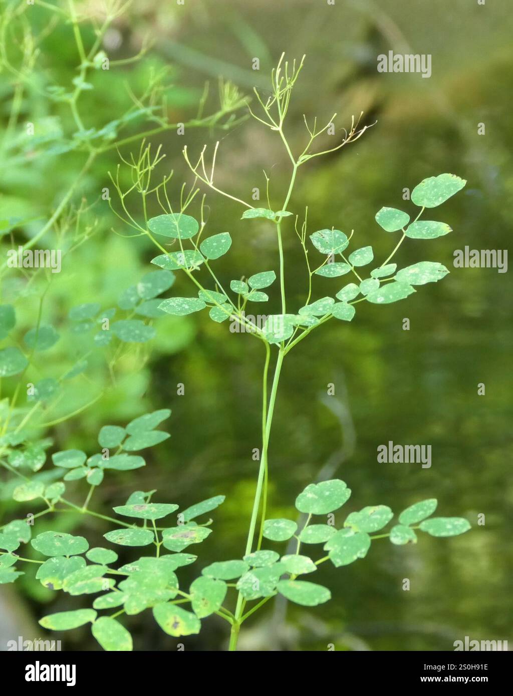 tall meadow-rue (Thalictrum pubescens Stock Photo - Alamy