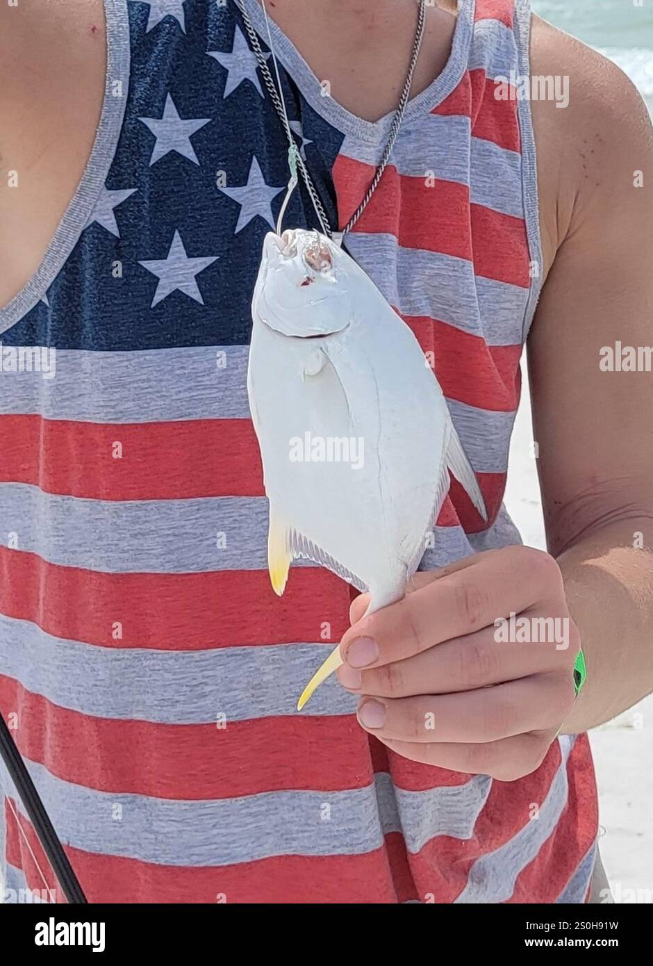 Florida Pompano (Trachinotus carolinus Stock Photo - Alamy