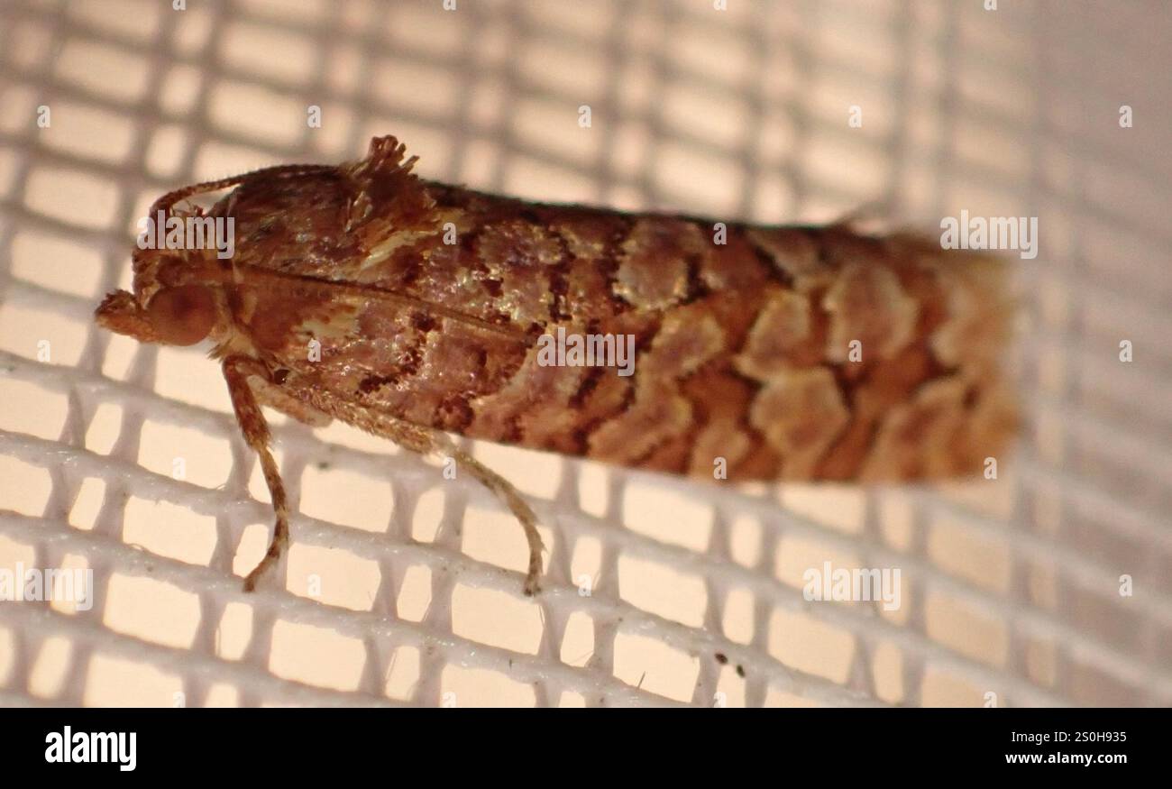 Orange Pine Tortrix (Lozotaeniodes formosana Stock Photo - Alamy