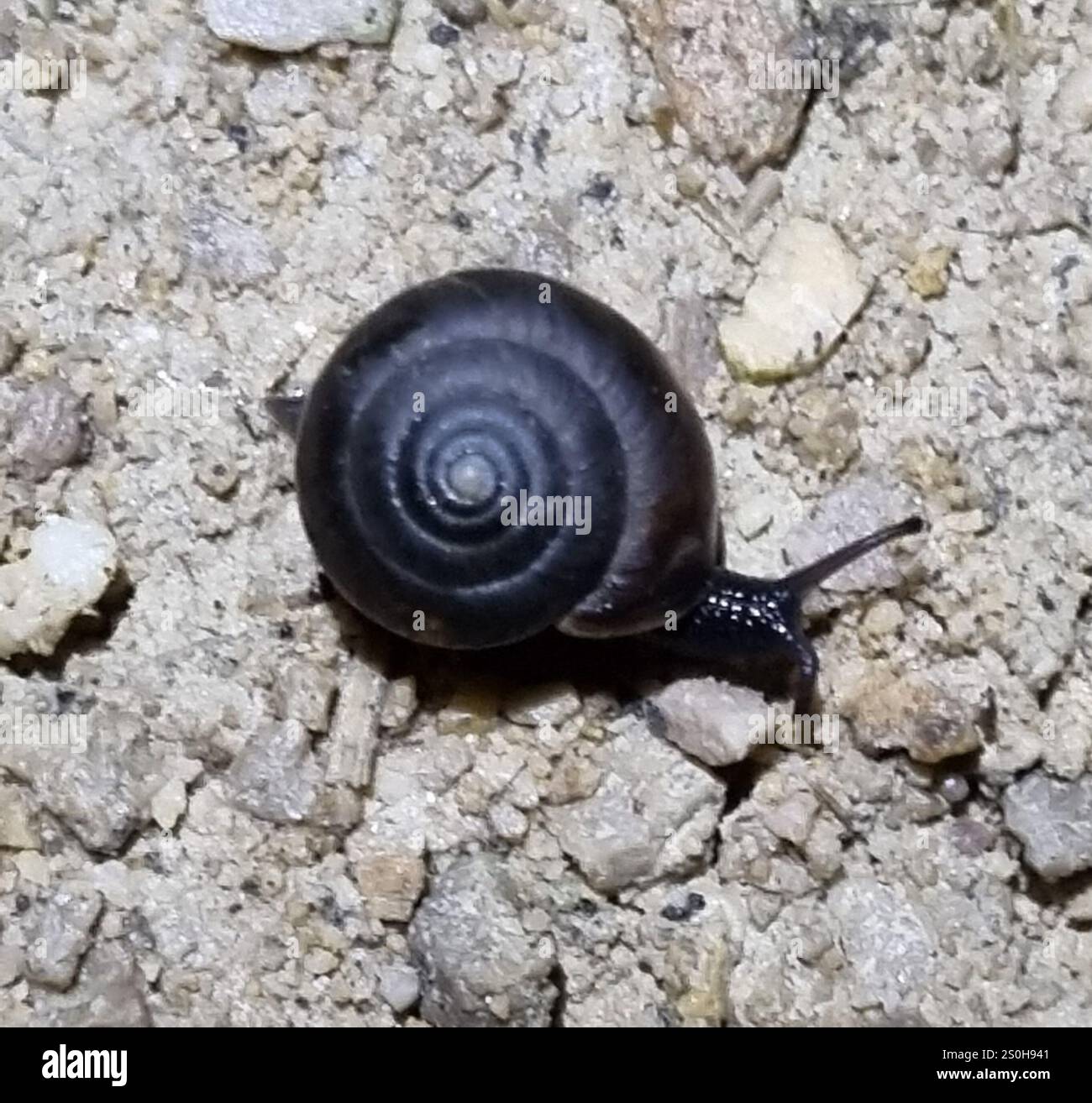 Strawberry Snail (Trochulus striolatus Stock Photo - Alamy