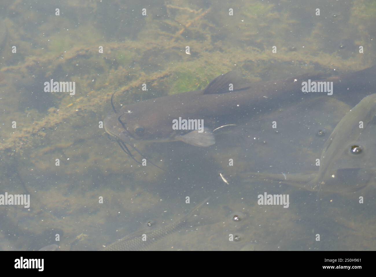 Brown Bullhead (Ameiurus nebulosus Stock Photo - Alamy