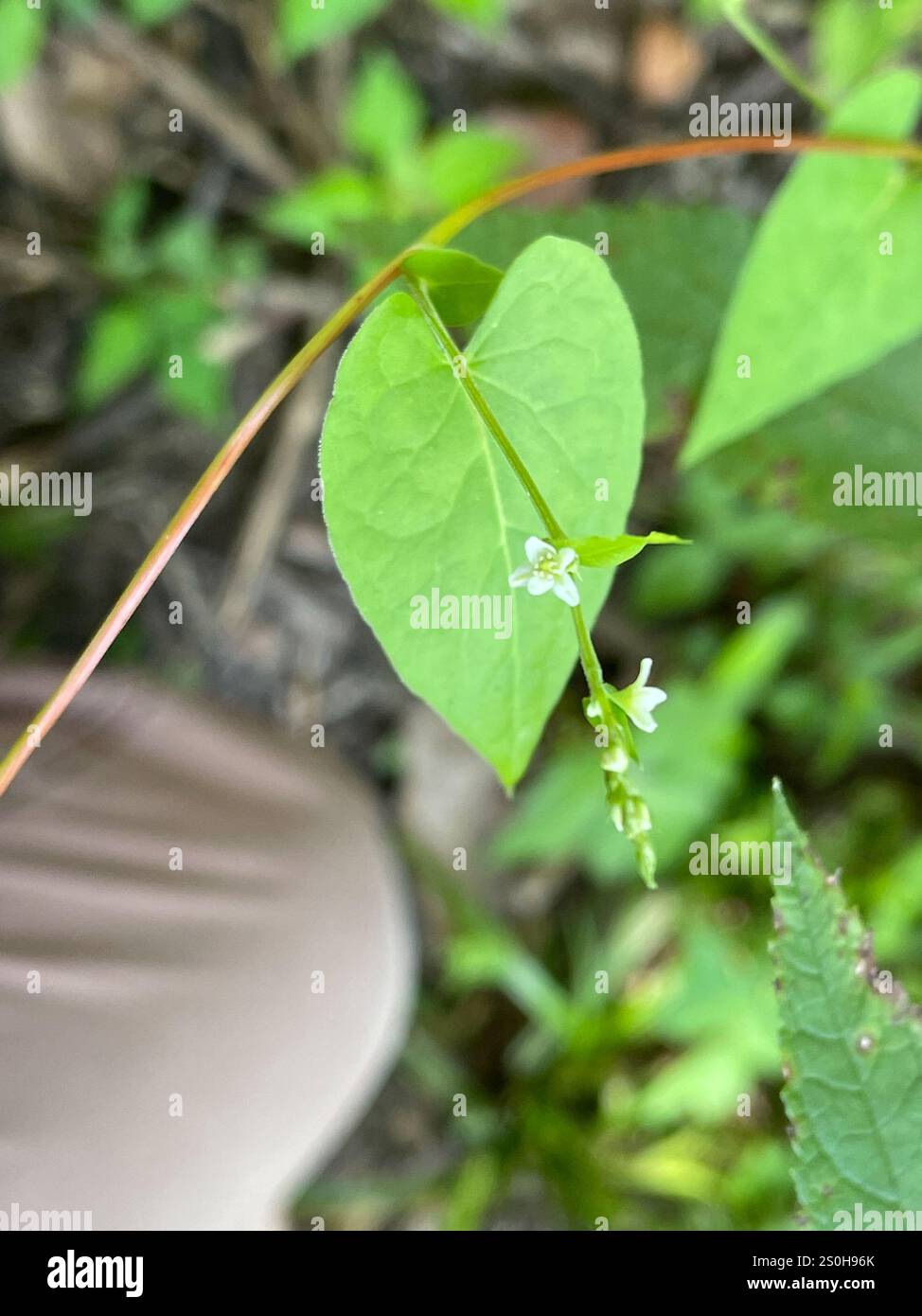 climbing false buckwheat (Fallopia scandens Stock Photo - Alamy