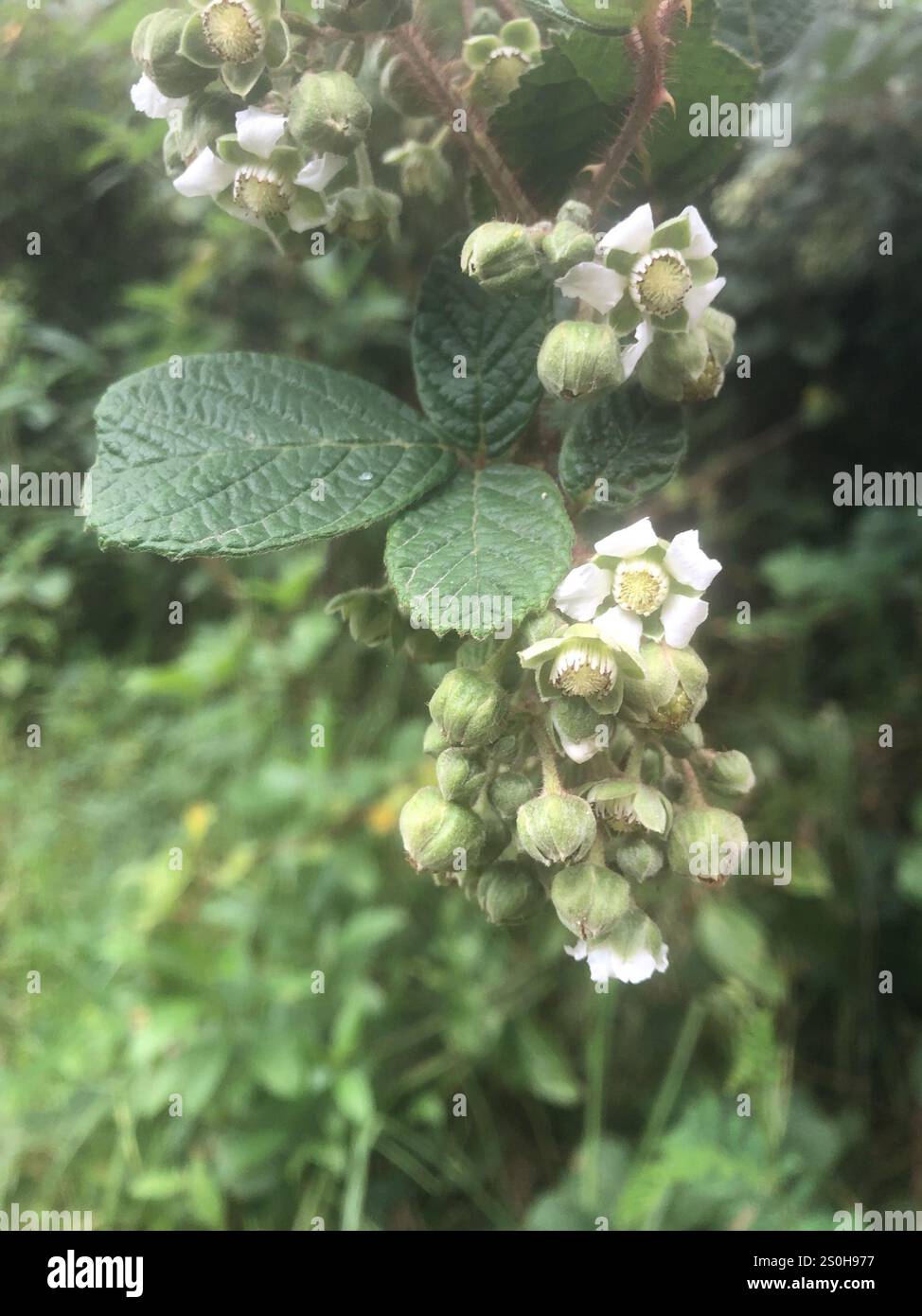 Yellow Himalayan Raspberry (Rubus ellipticus Stock Photo - Alamy