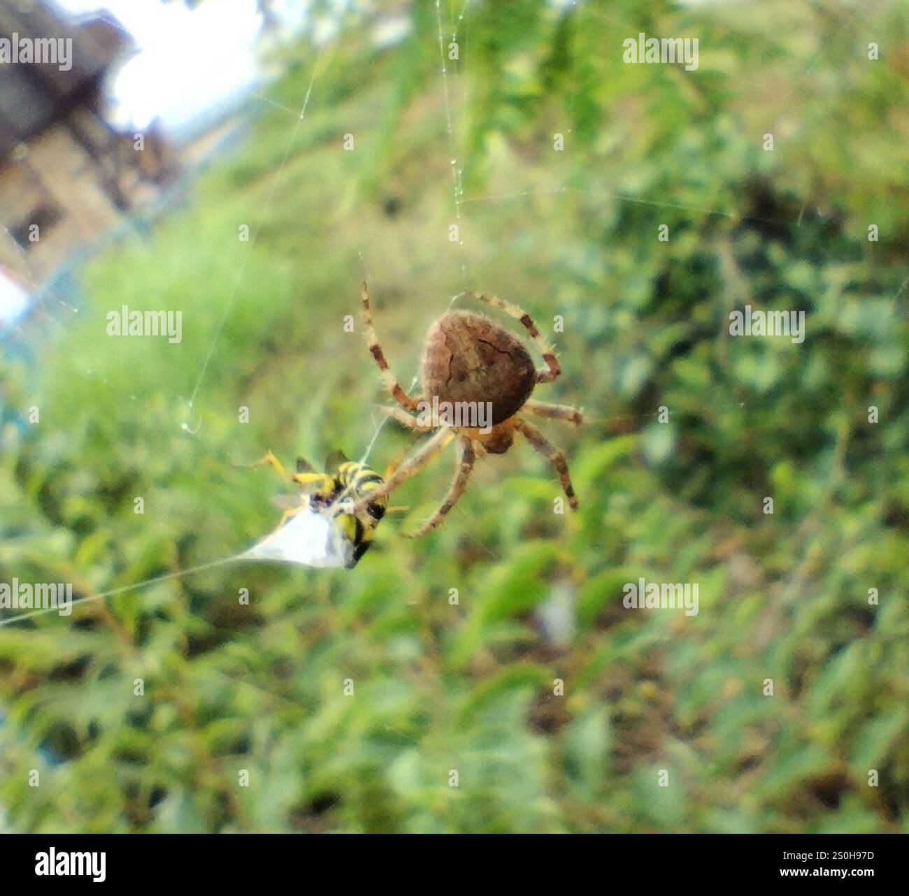 Common Hairy Field Spider (Neoscona subfusca Stock Photo - Alamy