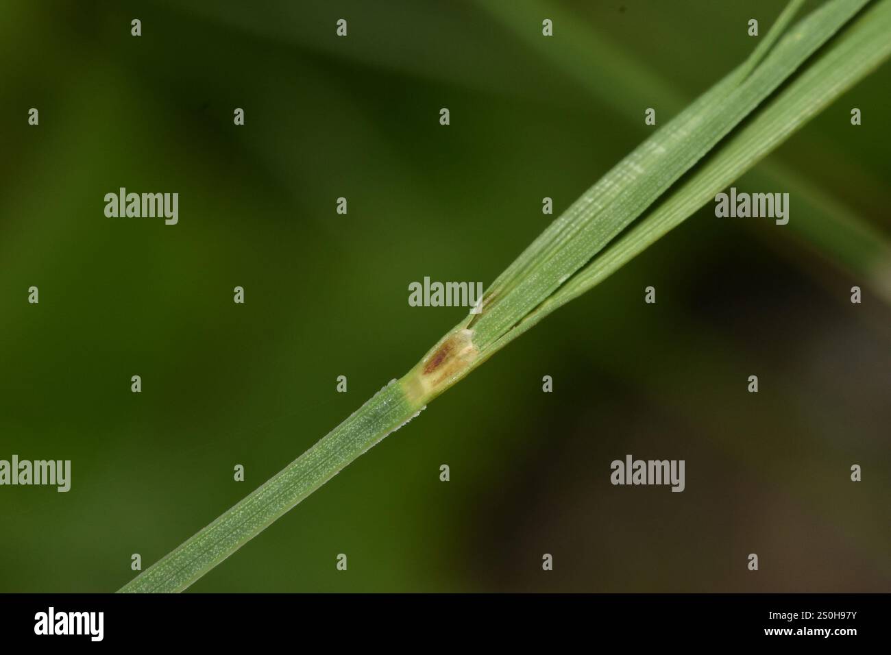 Alaska Large Awn Sedge (Carex macrochaeta Stock Photo - Alamy