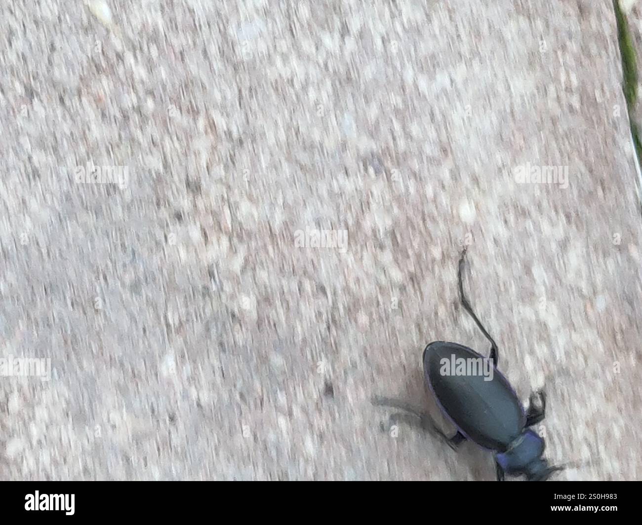 Violet ground beetle (Carabus violaceus Stock Photo - Alamy