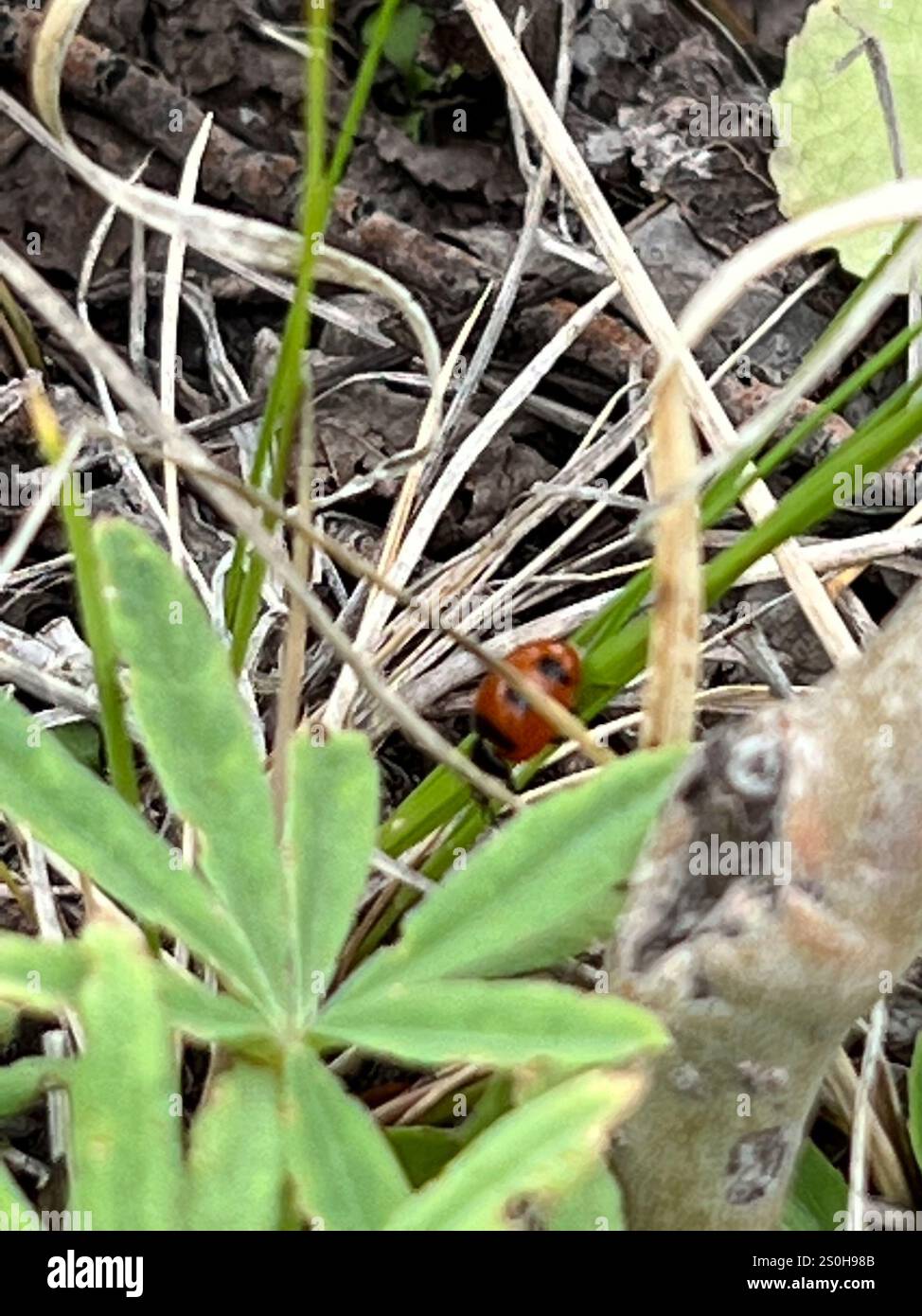 Transverse Lady Beetle (Coccinella transversoguttata Stock Photo - Alamy