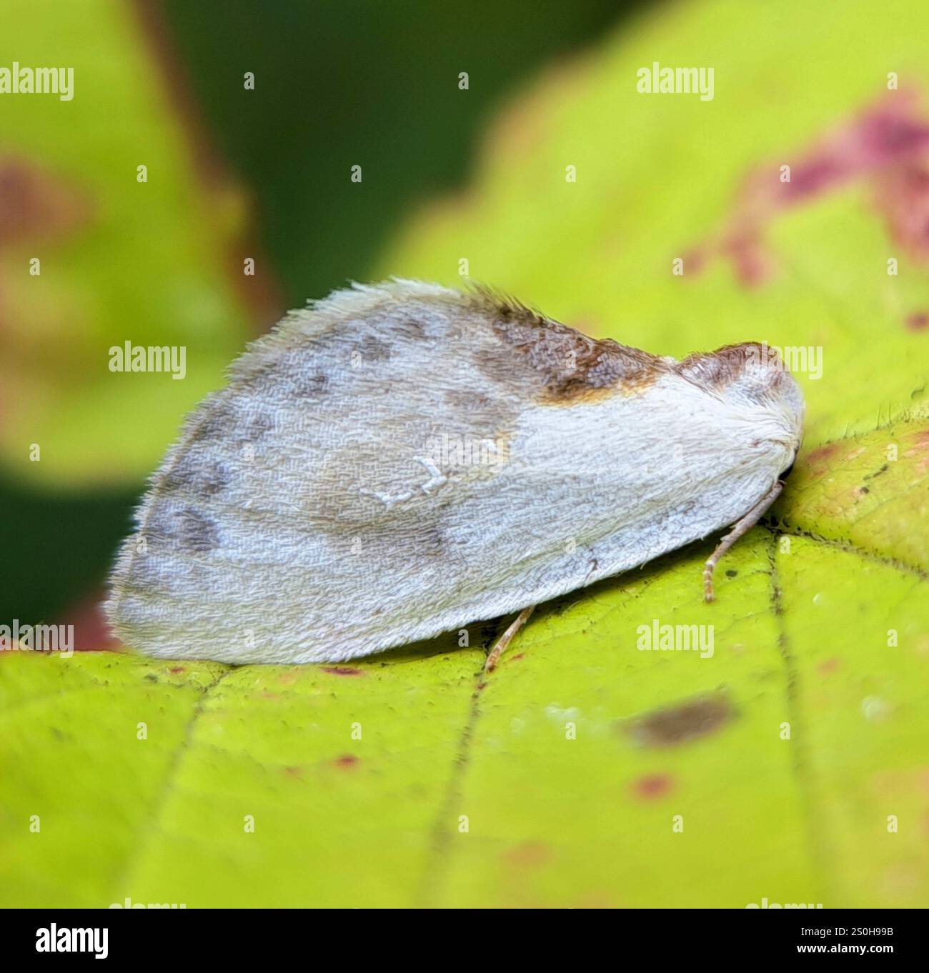 Chinese Character (Cilix glaucata Stock Photo - Alamy