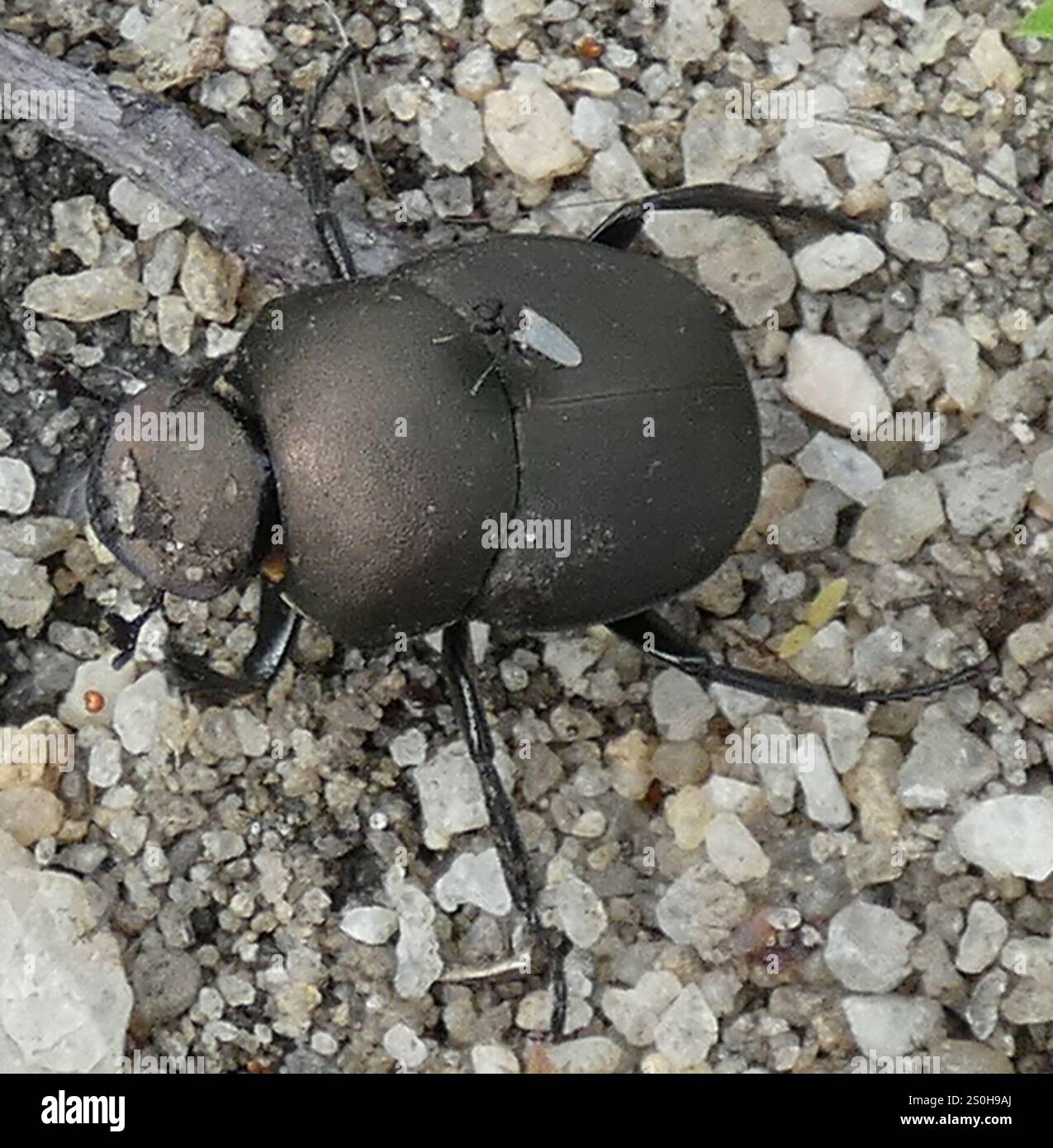 Dung Rollers (Canthon Stock Photo - Alamy