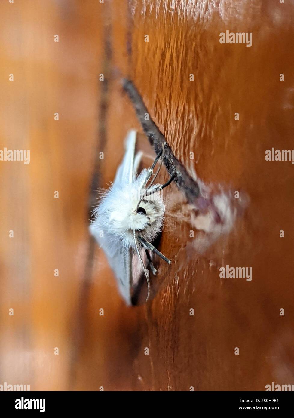 Water Ermine (Spilosoma urticae Stock Photo - Alamy