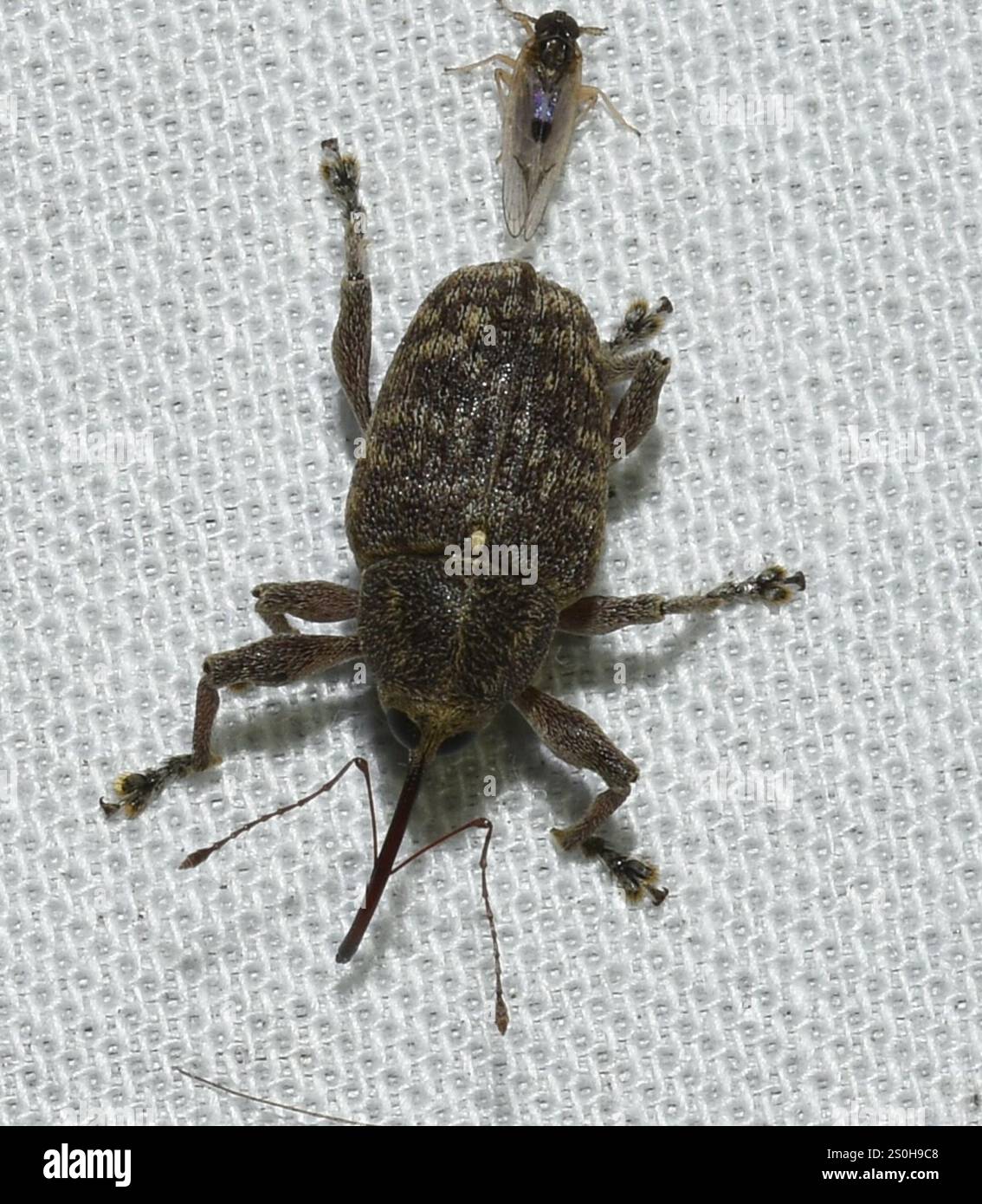 Nut and Acorn Weevils (Curculio Stock Photo - Alamy